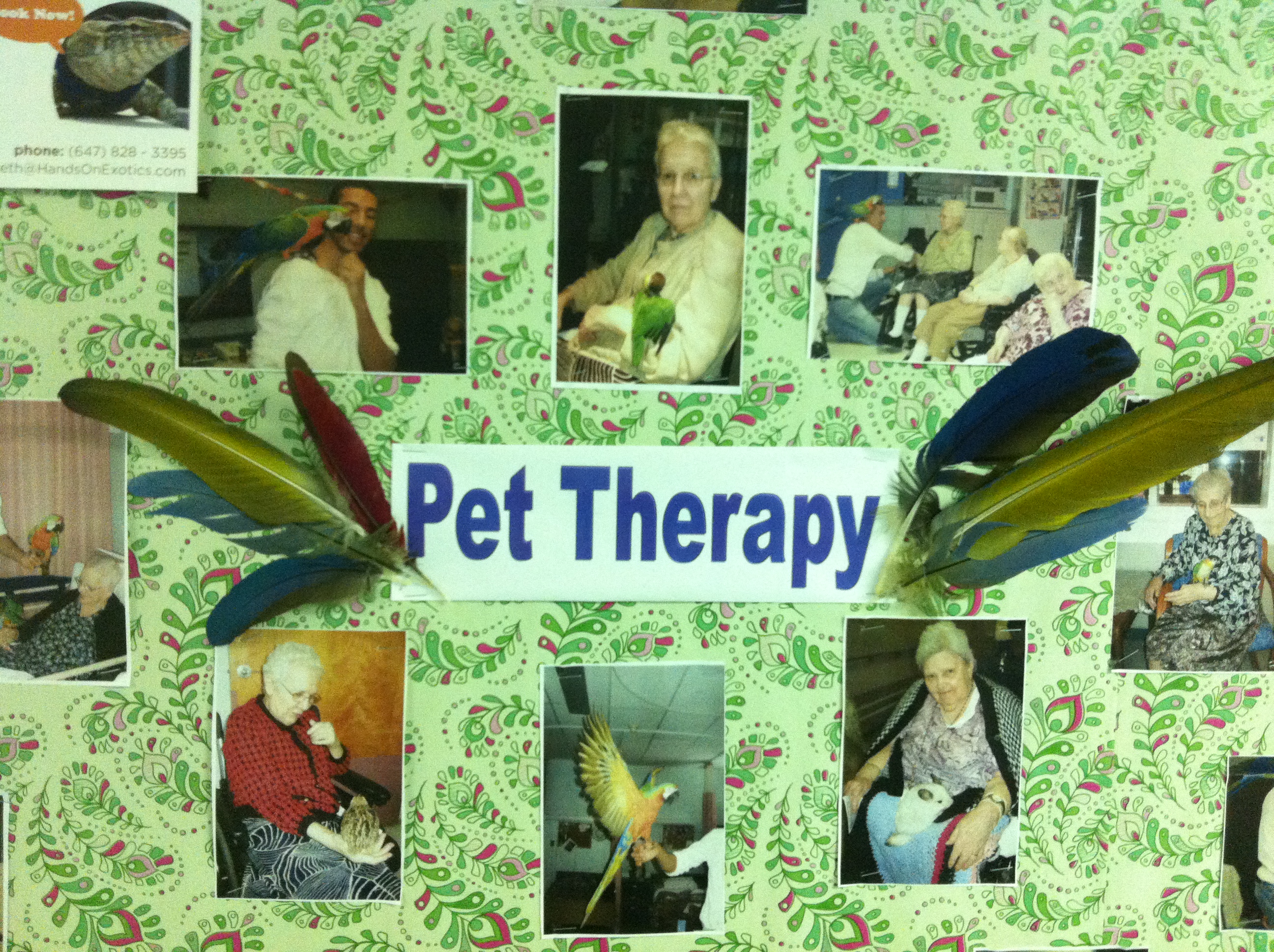 How To Make My Pet A Therapy Animal at Tiffany Mora blog