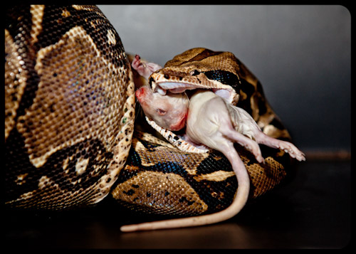 Animals @ Hands On Exotics